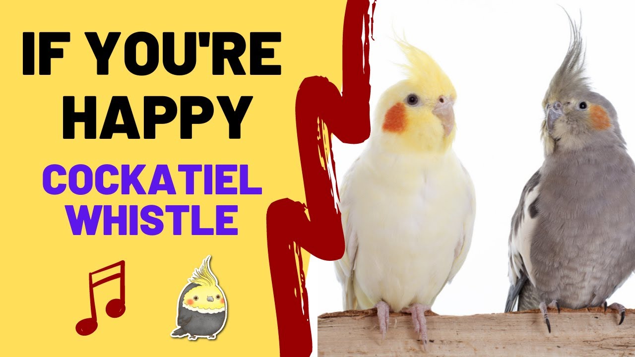 COCKATIEL WHISTLING IF YOU'RE HAPPY - Cockatiel Songs - Whistling ...