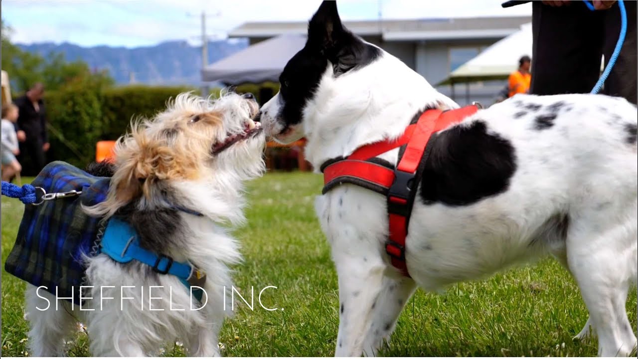 Sheffield Pet Show 'All Creatures Great & Small' - Sheffield Inc - YouTube