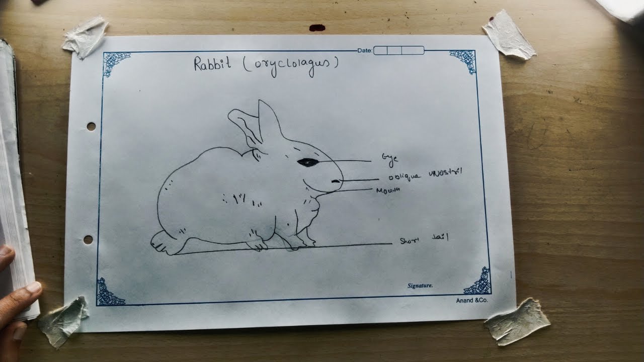 #intermediate #152 zoology practicalsHow to draw Rabbit 🐰🐰🐇🐇 ...