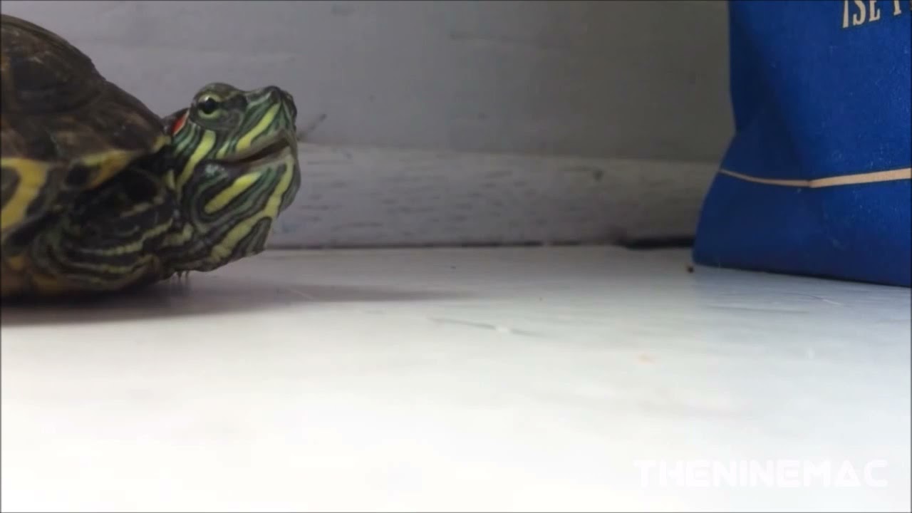 Tortuga estornuda y explota jaja. - YouTube