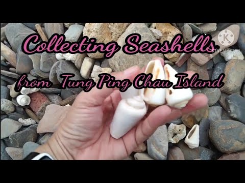Collecting Seashells from Tung Ping Chau Island - YouTube