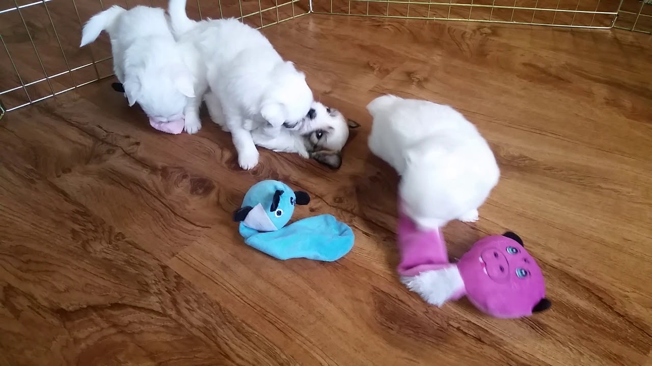 Elsa's puppies June 7 2020 - YouTube