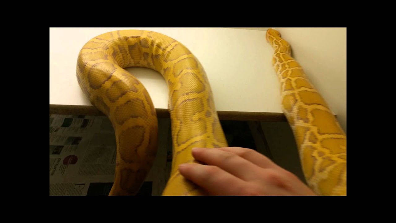 Caramel / Blond Burmese python - YouTube