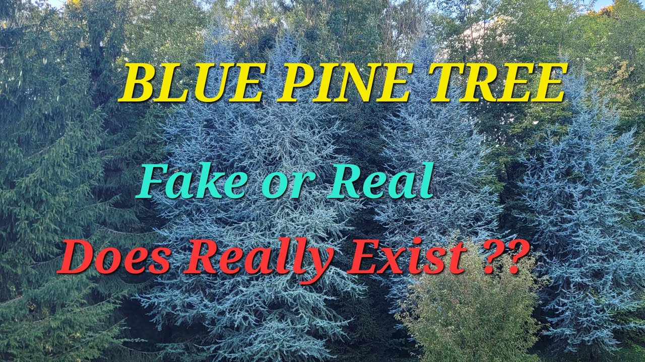 Blue Pine tree Does Really Exist ? - YouTube