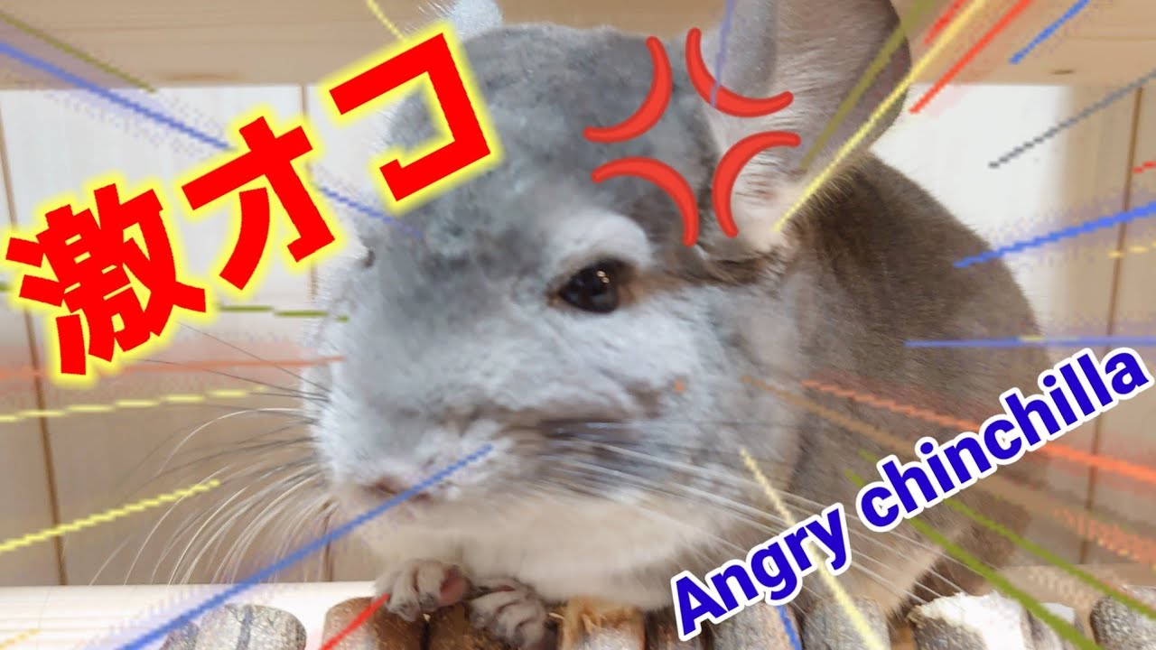怒ったチンチラ【閲覧注意】おしっこ攻撃飼い主のひどい仕打ちに激オコでした。 Youtube