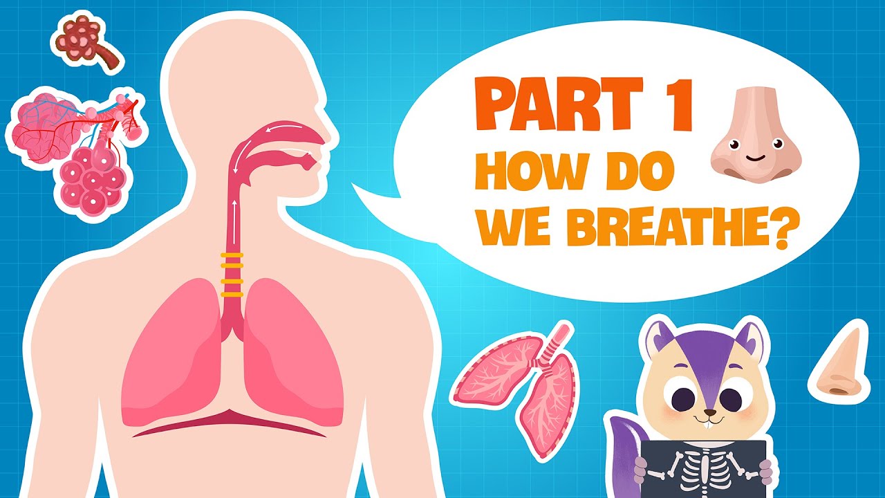 Biology Secret Of Our Respiratory System PART 1 How Do The Lungs Biology Secret Of Our Respiratory System PART 1 How Do The Lungs