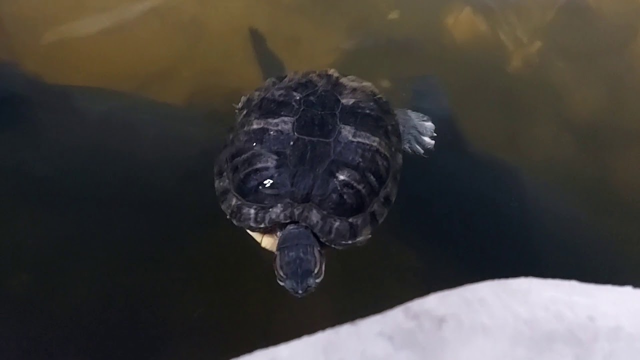 #DiaryLulla #DiaryDon | Cimory Riverside - Monster Aquarium ( Part 1 ...