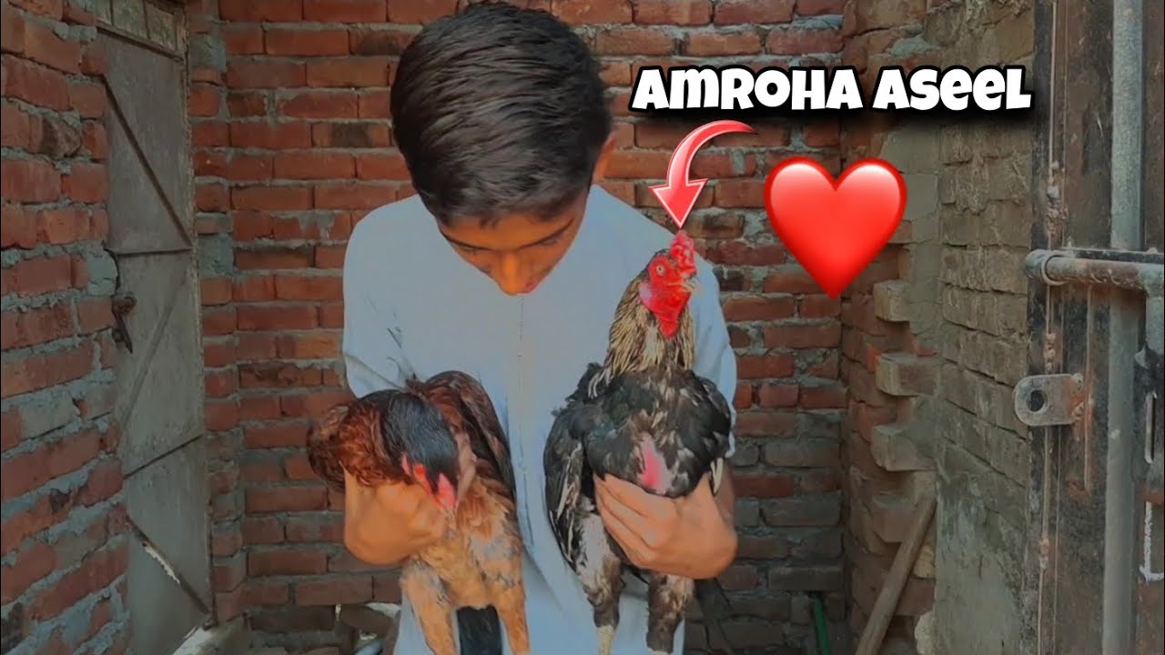 Amroha murgha ka pair dost ki murghi se laga dia | SHOKEE NO KESHOK ...