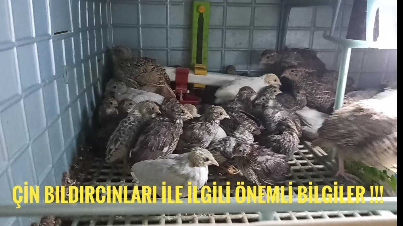 ÇİN BILDIRCINI HAKKINDA ÖNEMLİ BİLGİLER !!! - YouTube