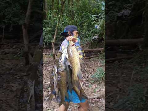 Bisa kaya mendadak kalau mancing dapat ikan sultan sebanyak ini #mahseer #kelah