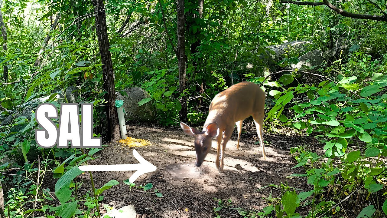 COMO FAZER A MELHOR CEVA DE SAL (LAMBEDOR) PARA TODO TIPO DE ANIMAL ...