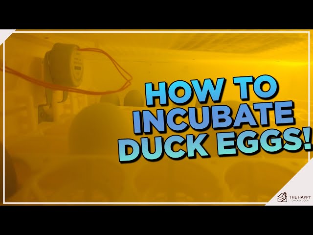 Complete Guide To Incubating Duck Eggs For Optimal Hatch