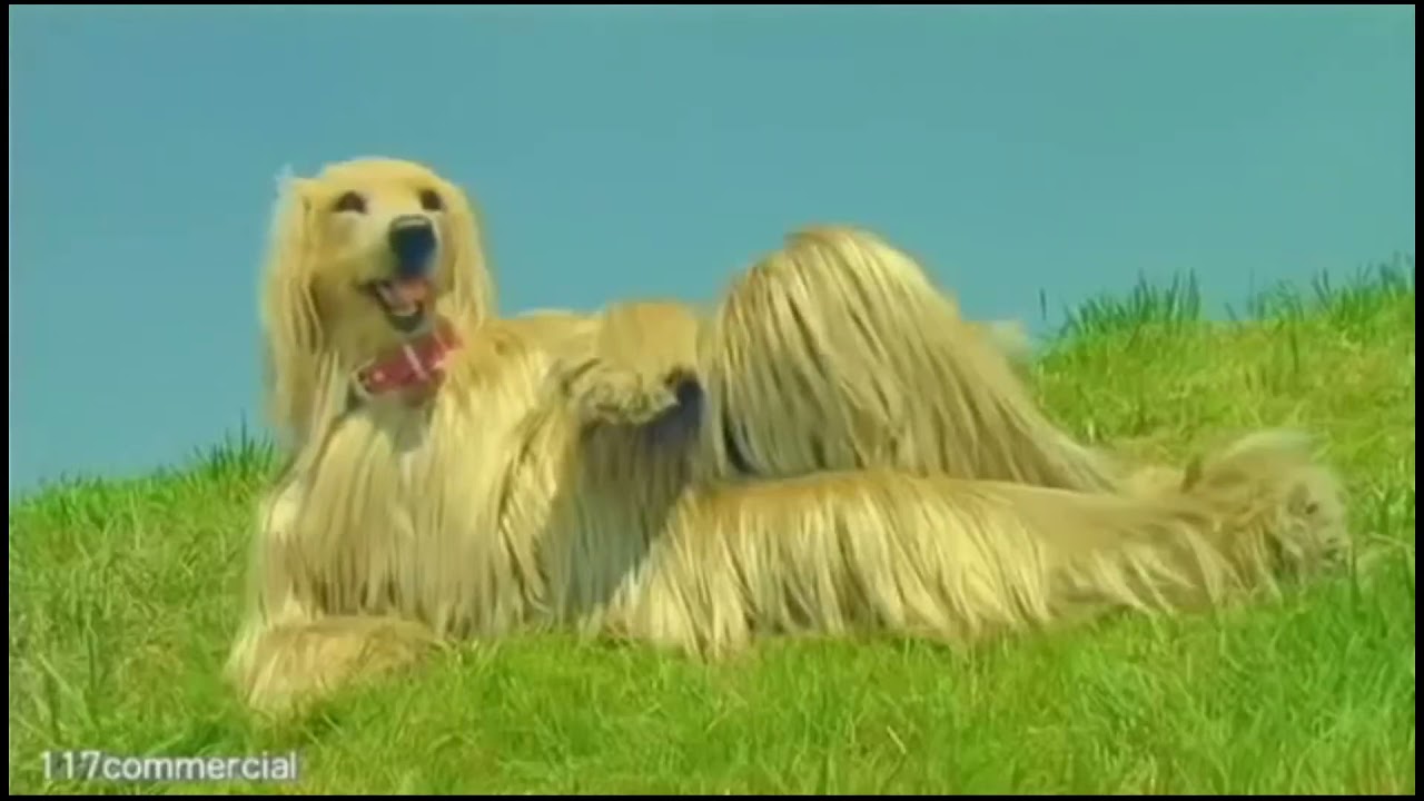 Ahh Perro Traes El Omnitrix (#20) - YouTube