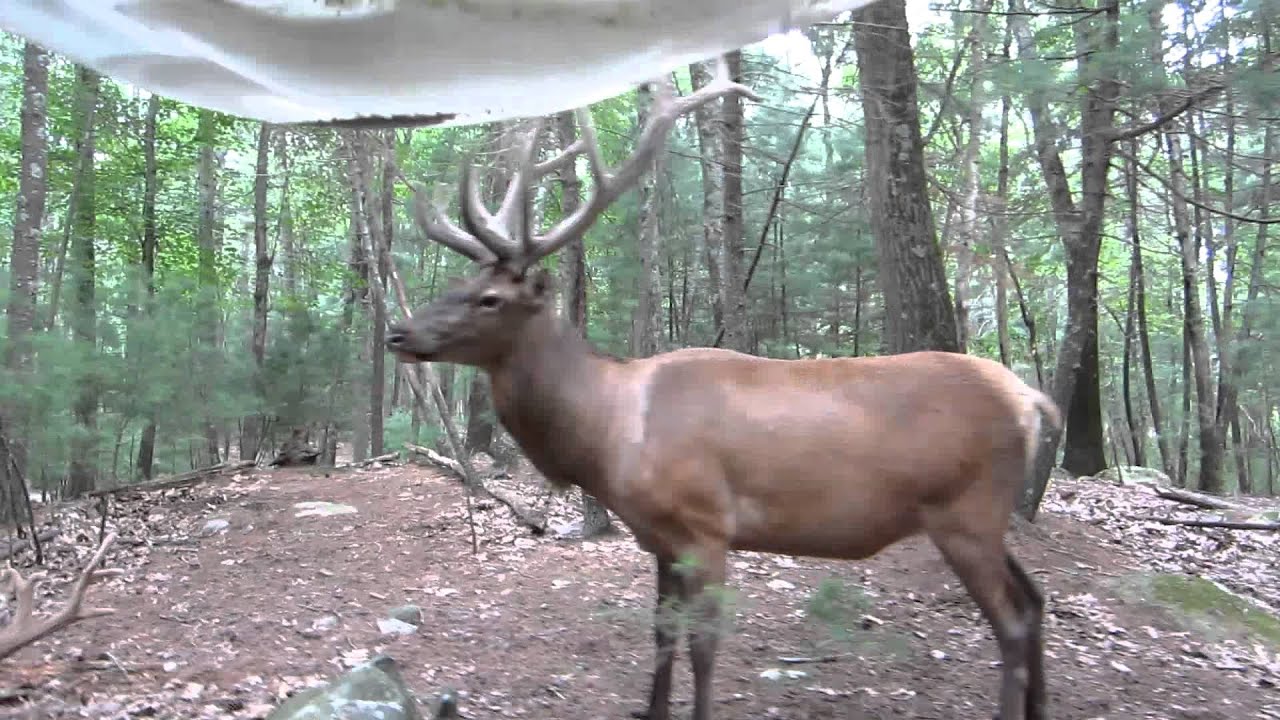 train ride at Southwicks Zoo - YouTube