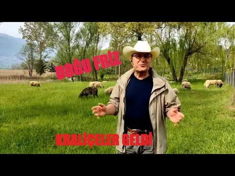 DOĞU FRİZ İLE KAZANACAĞIZ | SÜT KOYUNCULUĞUNUN KRALİÇESİ | OTG-KOZA KARTEPE