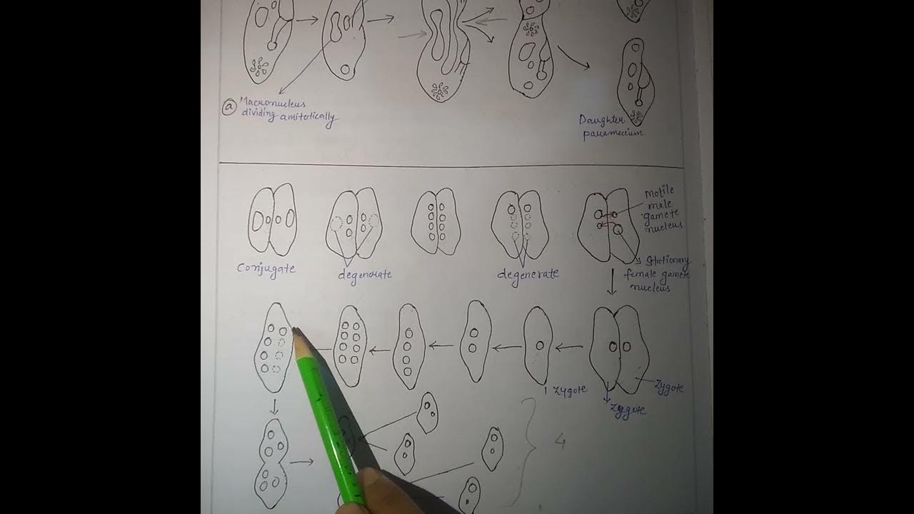 Reproduction in paramecium|sexual and asexual reproduction ...