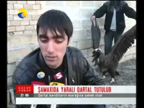 QARTAL
