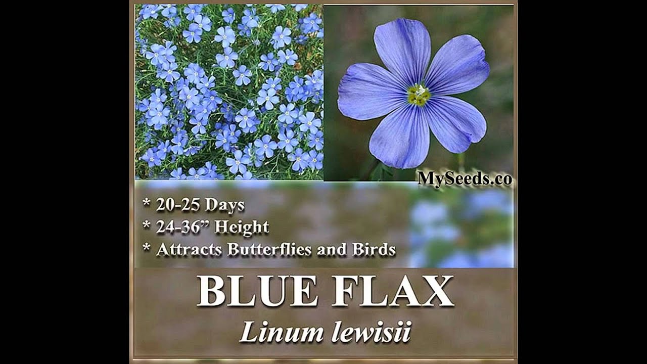BLUE FLAX Flower Seeds - Linum lewisii - LEWIS FLAX FLOWER SEEDS on www ...