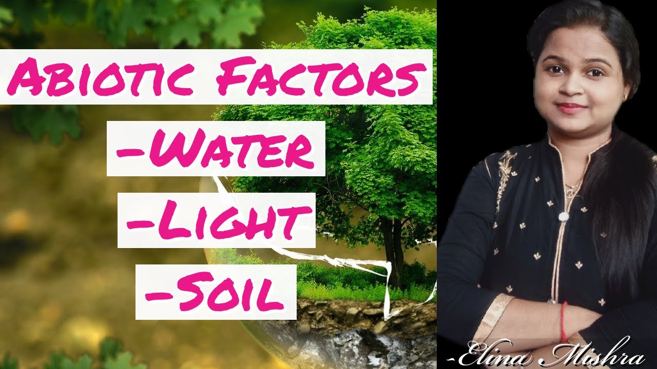 Abiotic Factors | Water, Light, soil | Ecology | snebs biology | SNEB'S ...