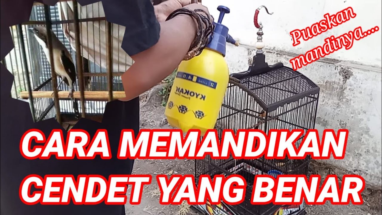 Cara memandikan burung cendet ll Cara memandikan cendet yang benar agar ...