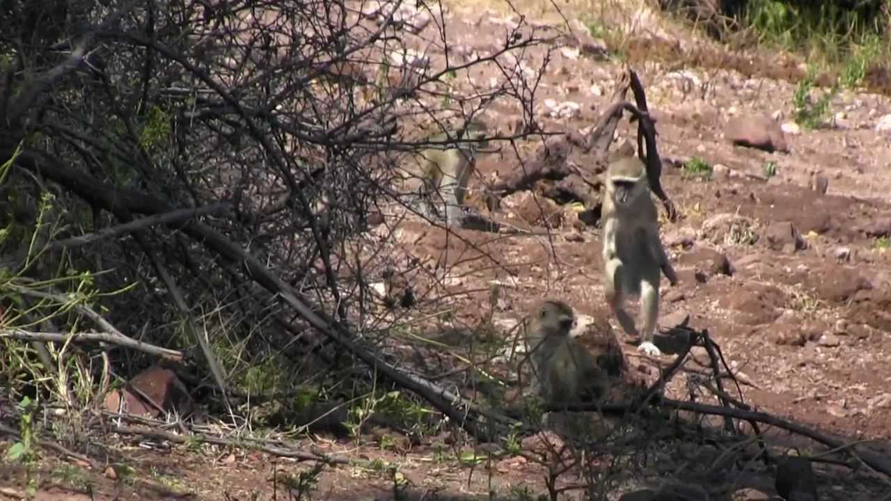 Monkey man-walk - YouTube