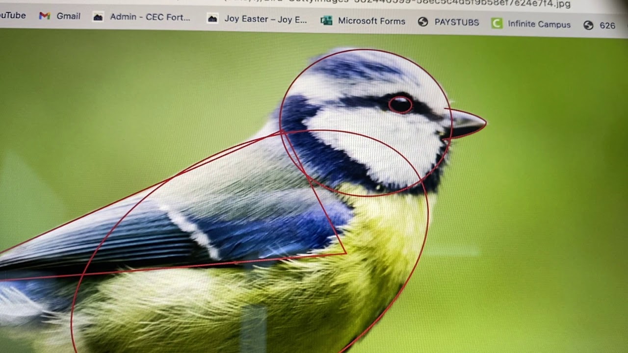 How to Draw a Bird with Accurate Proportion - Part 1 HD 1080p - YouTube