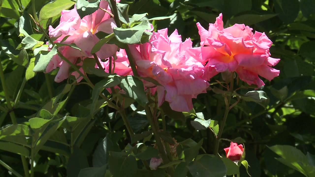 Mandalay summer 2013 - YouTube