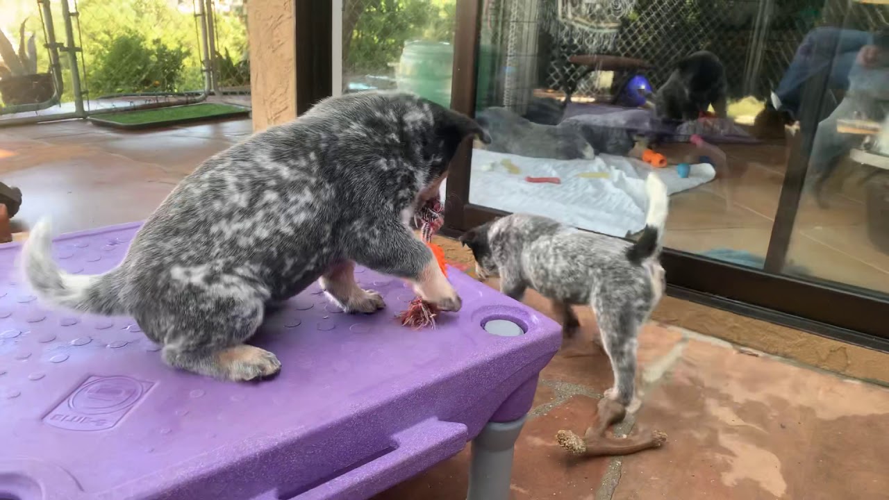 Blue Heeler puppies playing- AUSTRALIAN CATTLE DOG PUPPIES - YouTube