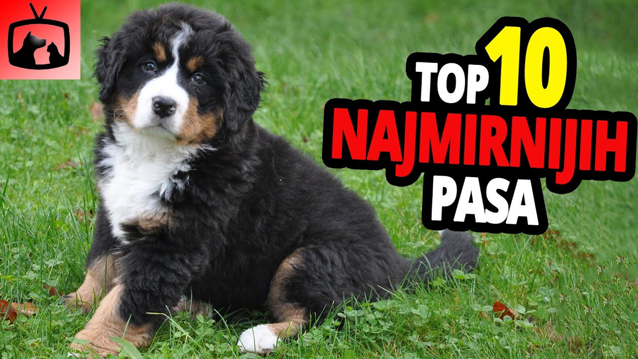 🐕 Najmirniji Psi - TOP 10 Najmirnijih Pasmina Pasa Na Svijetu! - YouTube