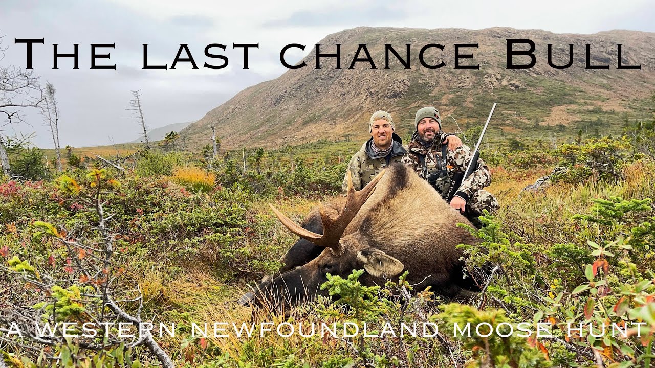 The Last Chance Bull - A Western Newfoundland Moose Hunt - YouTube