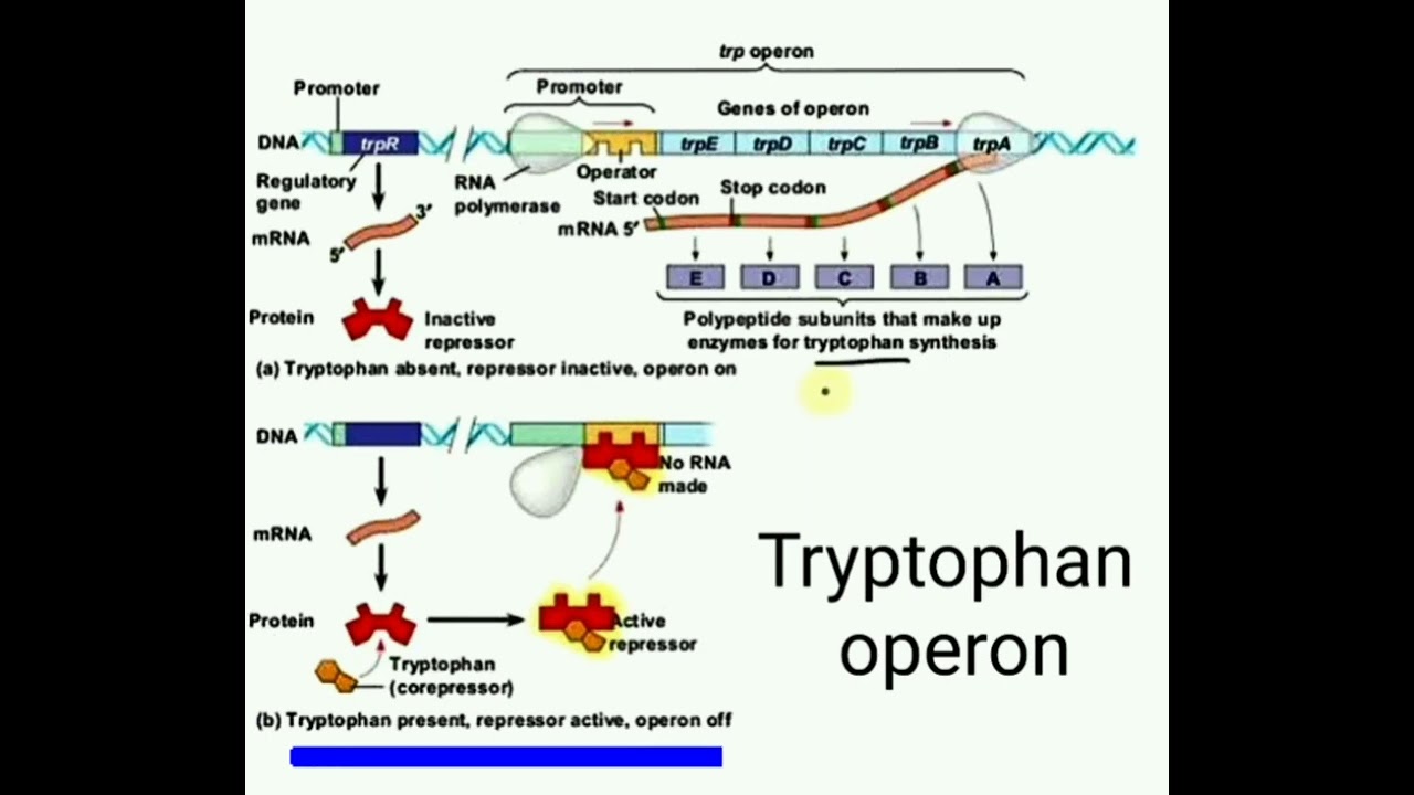 Trp Operon Tryptophan Present