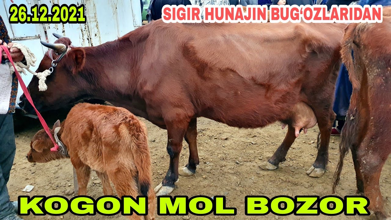 ONA BOLA SIGIR VA BUG‘OZ SIGIR NARXLARI BUXORO KOGON MOL BOZOR NARXLARI ...