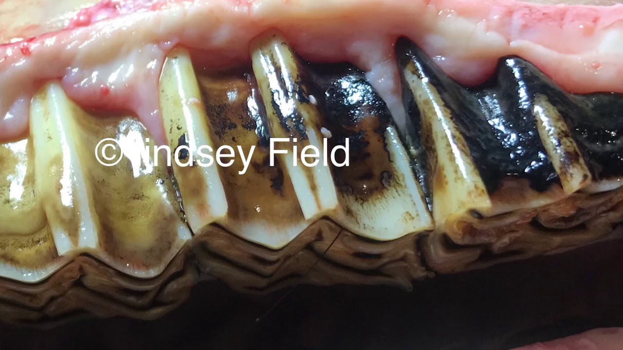 Cheek lesions caused by sharp teeth in the horses mouth - YouTube