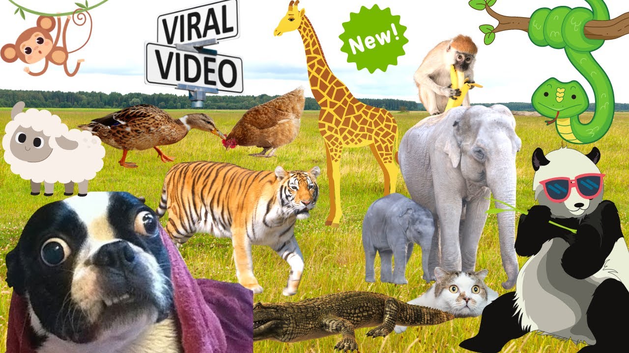 Animal Sounds Will Make You a Child, Sound of: Elephant, Cow, Horse ...