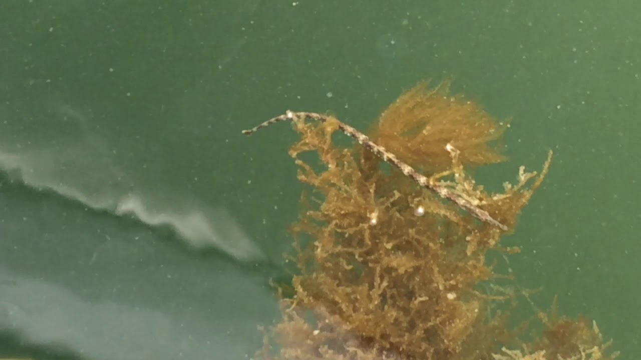 0107 Tube Snout Fish in Seaweed | Stock Footage - YouTube