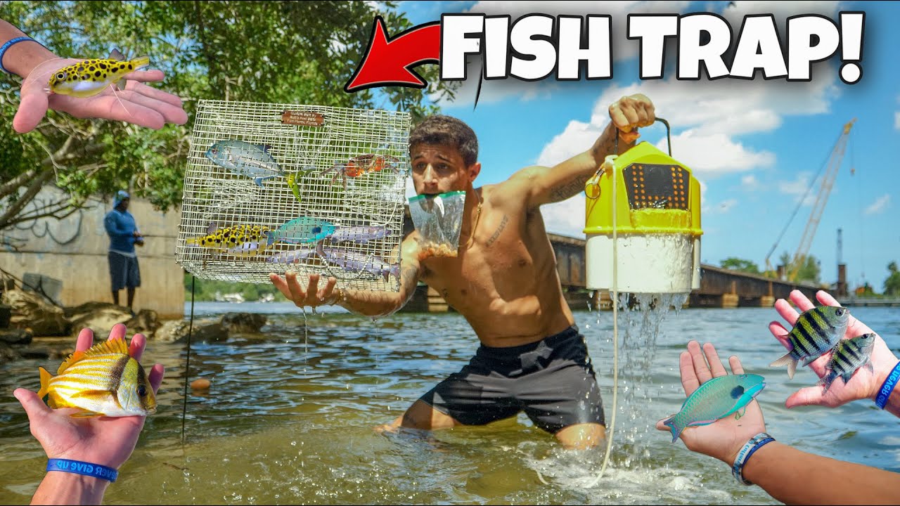 FISH TRAP CATCHES EXOTIC AQUARIUM FISH in HIDDEN MANGROVES!! - YouTube