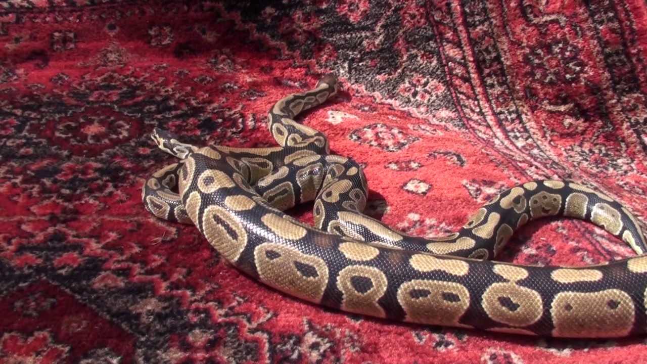 Big Snakes Queen Xenia and her consort prince Bashar on the loose in ...