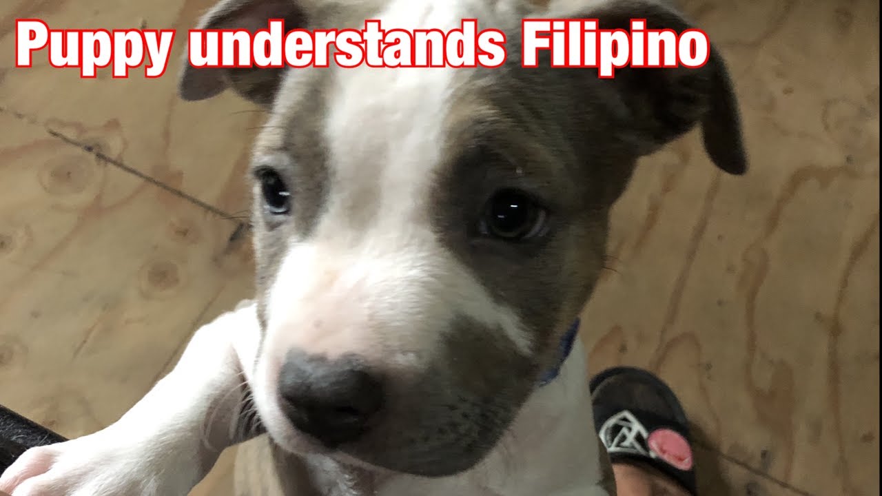 my PUPPY understands FILIPINO - YouTube