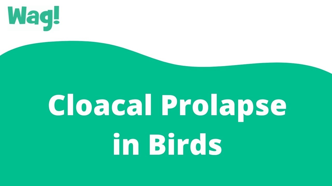 Cloacal Prolapse in Birds | Wag! - YouTube