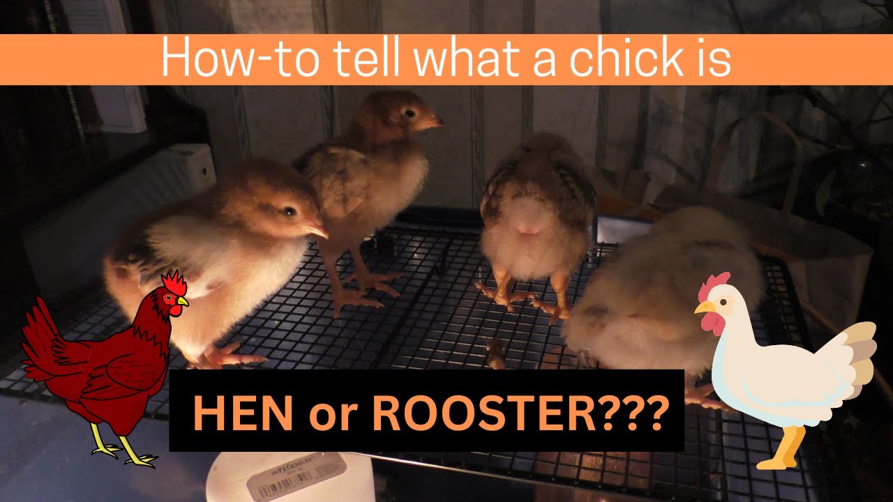 How to Tell if Your Baby Chick is a Hen or Rooster | Easy Gender ...