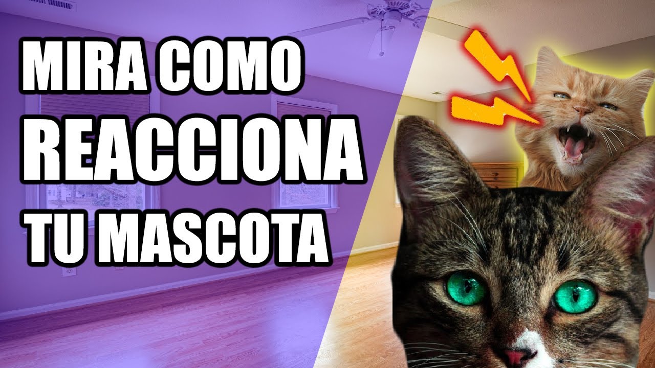 GATOS MAULLANDO AUDIO🔊Mira como REACCIONA 😲😲 tu mascota 🐱🐶🐱 - YouTube