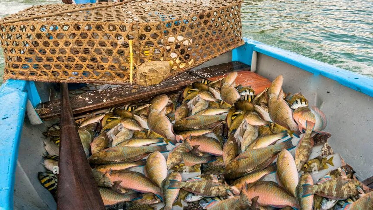 Amazing Unique Primitive Fish Trapping on the sea - They catch fish ...