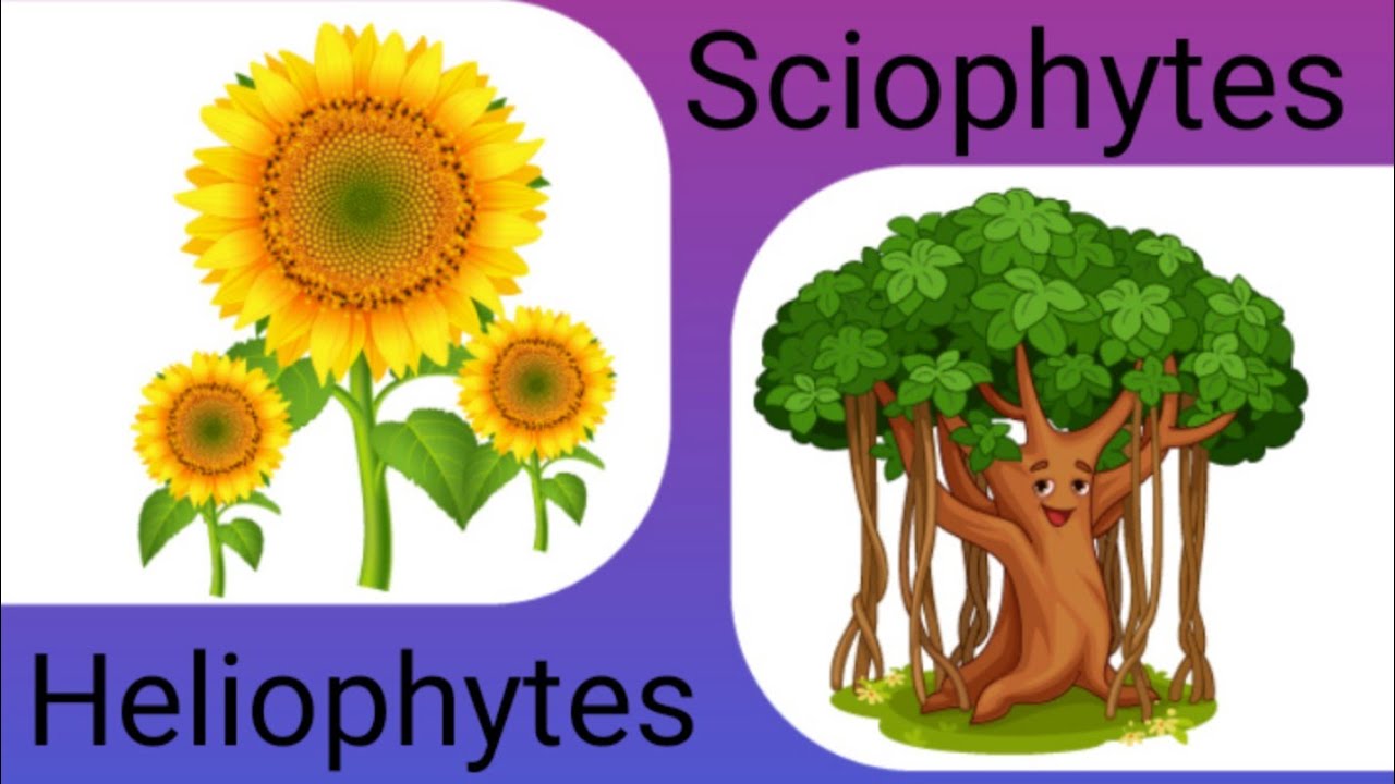 Heliophytes and sciophytes plants on the basis of intensity of light ...