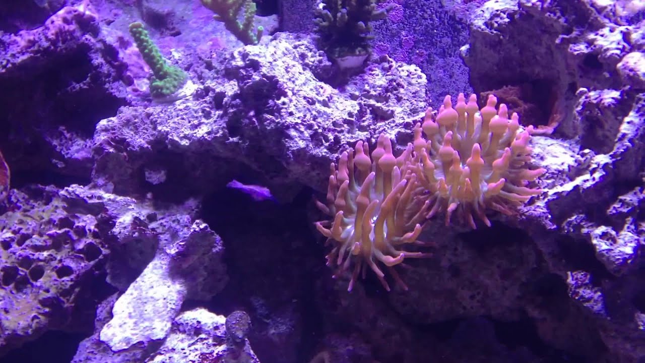 My 120g Reef Tank - YouTube