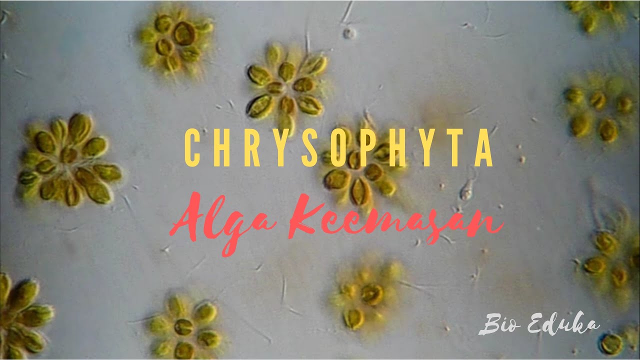 Chrysophyta | Alga Keemasan | Ganggang Emas | Protista Mirip Tumbuhan ...