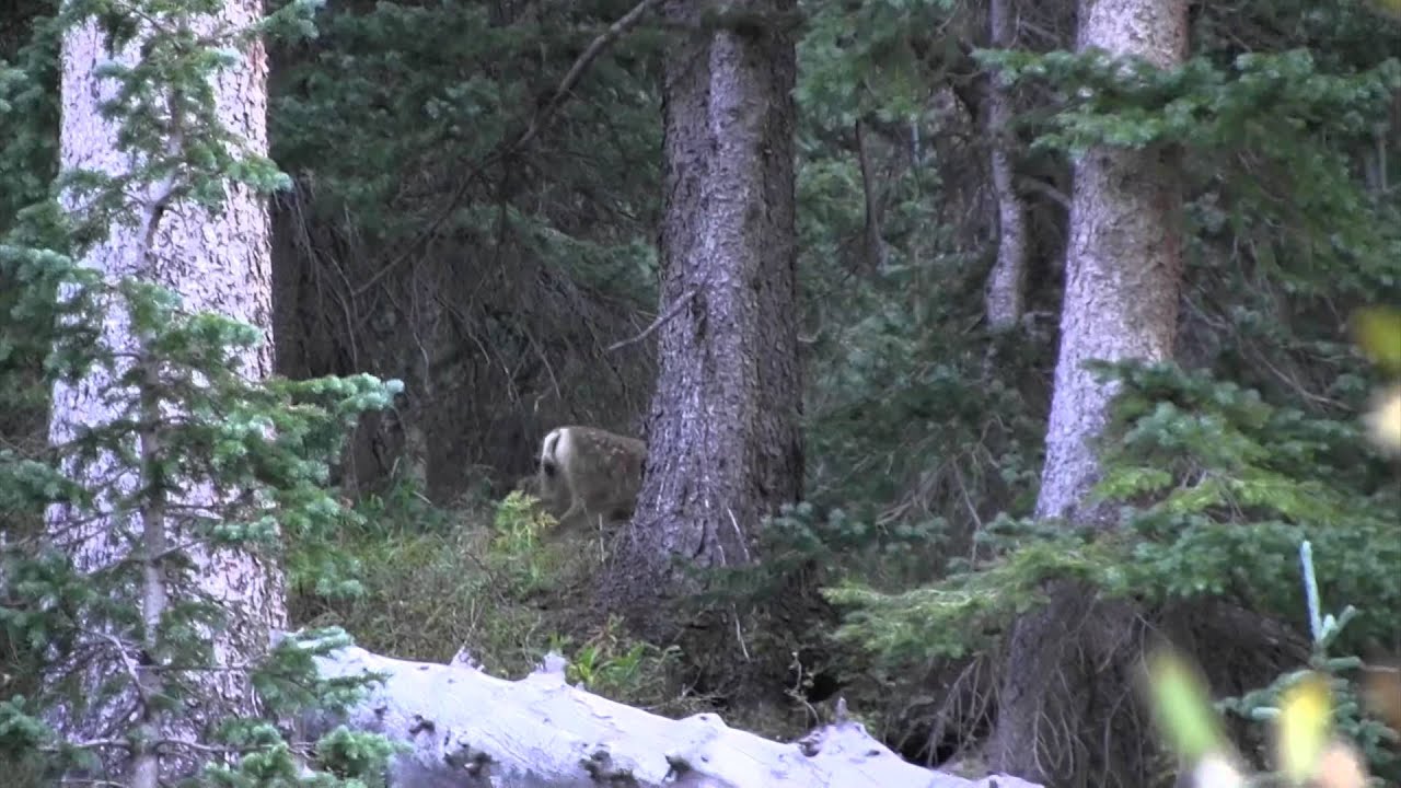 Colorado Mountain Goat Hunting Adventure - YouTube