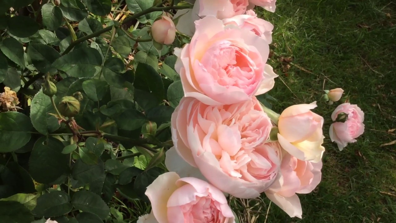 Roses by Brian 2 - YouTube