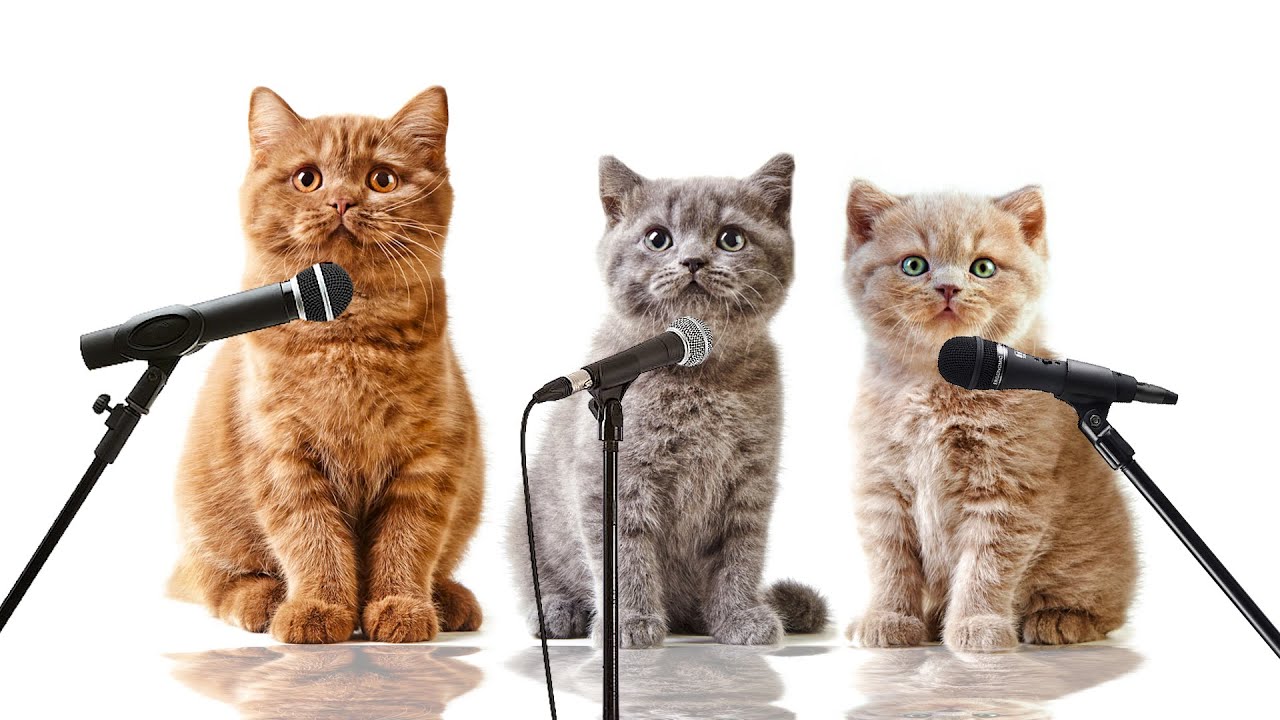 cats sing national anthem USA / cats sing star spangled banner / cats ...