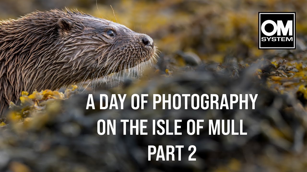 Dawn until dusk on the ISLE OF MULL Part 2 - Wildlife Photography - OM ...