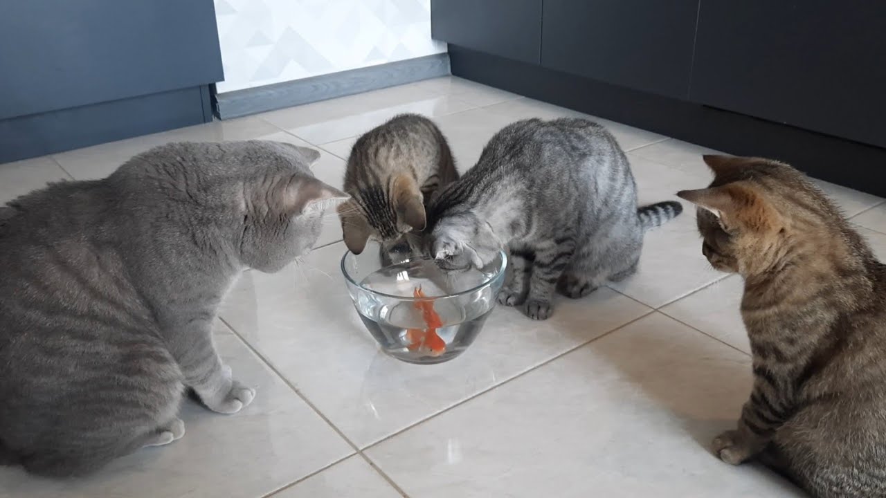 Kittens and cats learn to fish 🐟🐠 Who is fishing? - YouTube